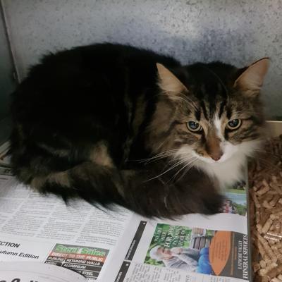 Lost Animals | Latrobe City Council