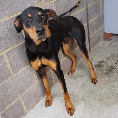 Lost Animals | Latrobe City Council