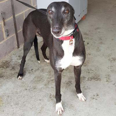 Lost Animals | Latrobe City Council