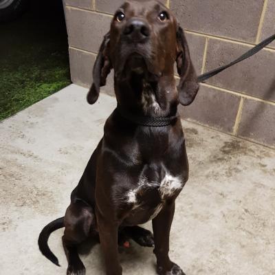 Lost Animals | Latrobe City Council